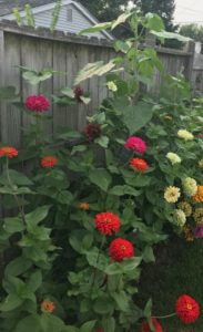 About Lisa – Lisa Merrill – MS, RD, CDE, LLC
